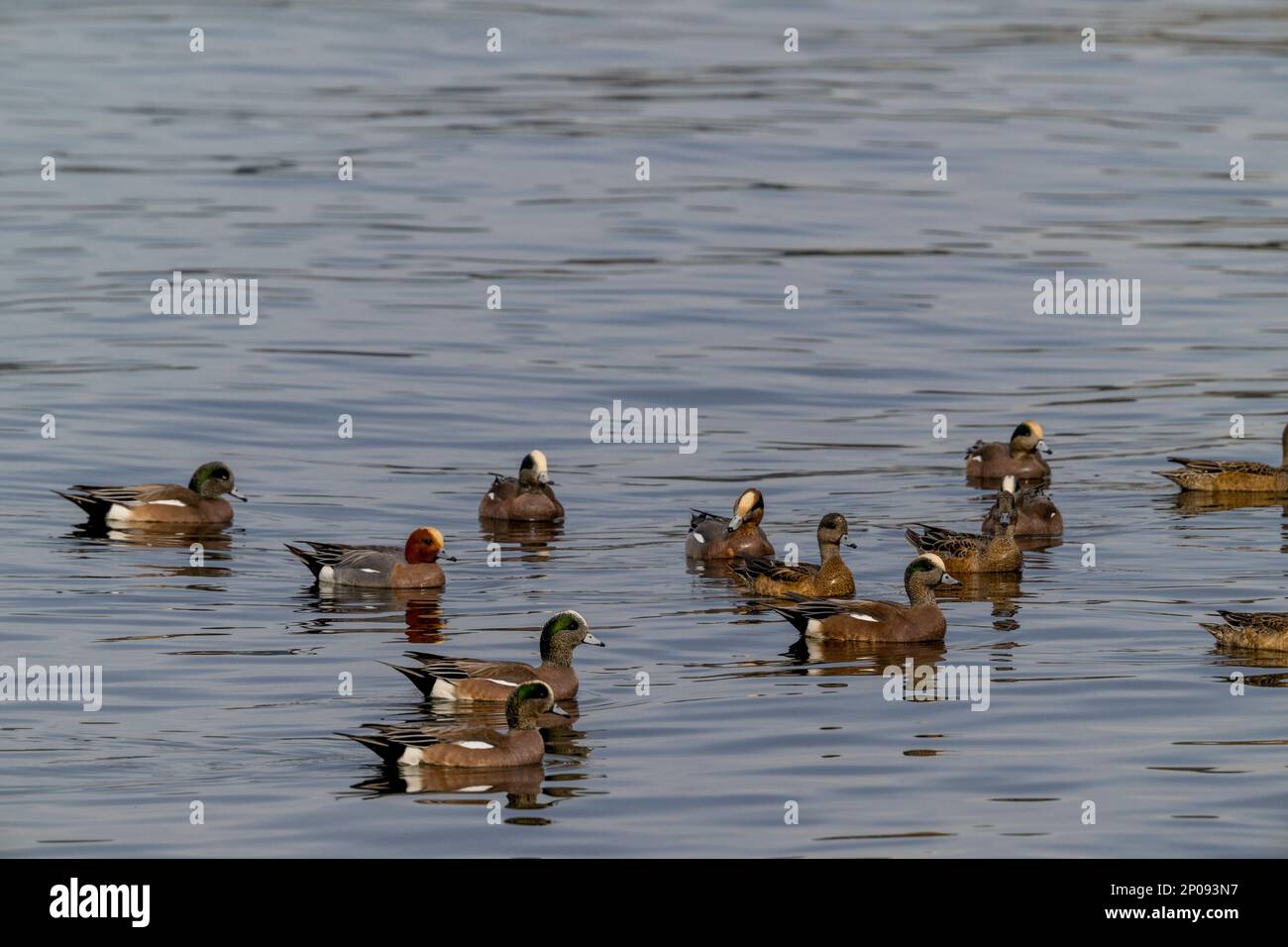 A flock of American Wigeons (Mareca americanaon) with a male Eurasian ...
