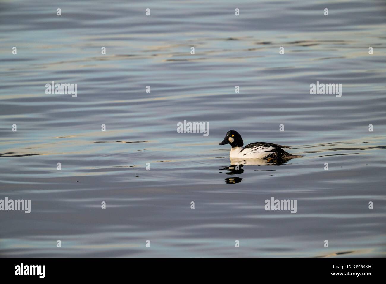 A drake (male) Common goldeneye (Bucephala clangula) on Lake Washington ...