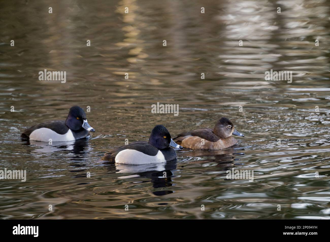 Ring-necked ducks (Aythya collaris) swimming on Yellow Lake, Sammamish ...