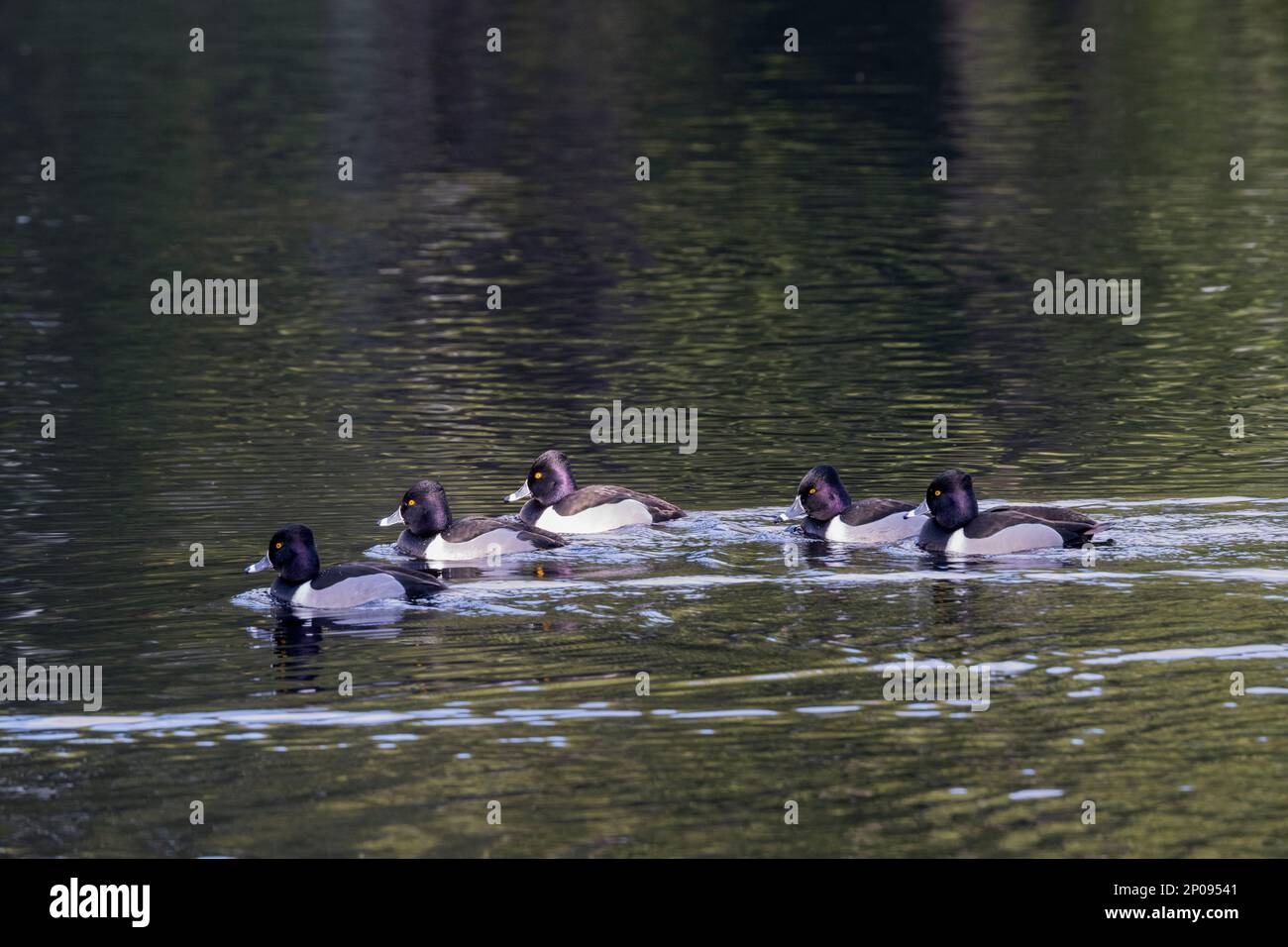 A group of male Ring-necked ducks (Aythya collaris) swimming on Yellow ...