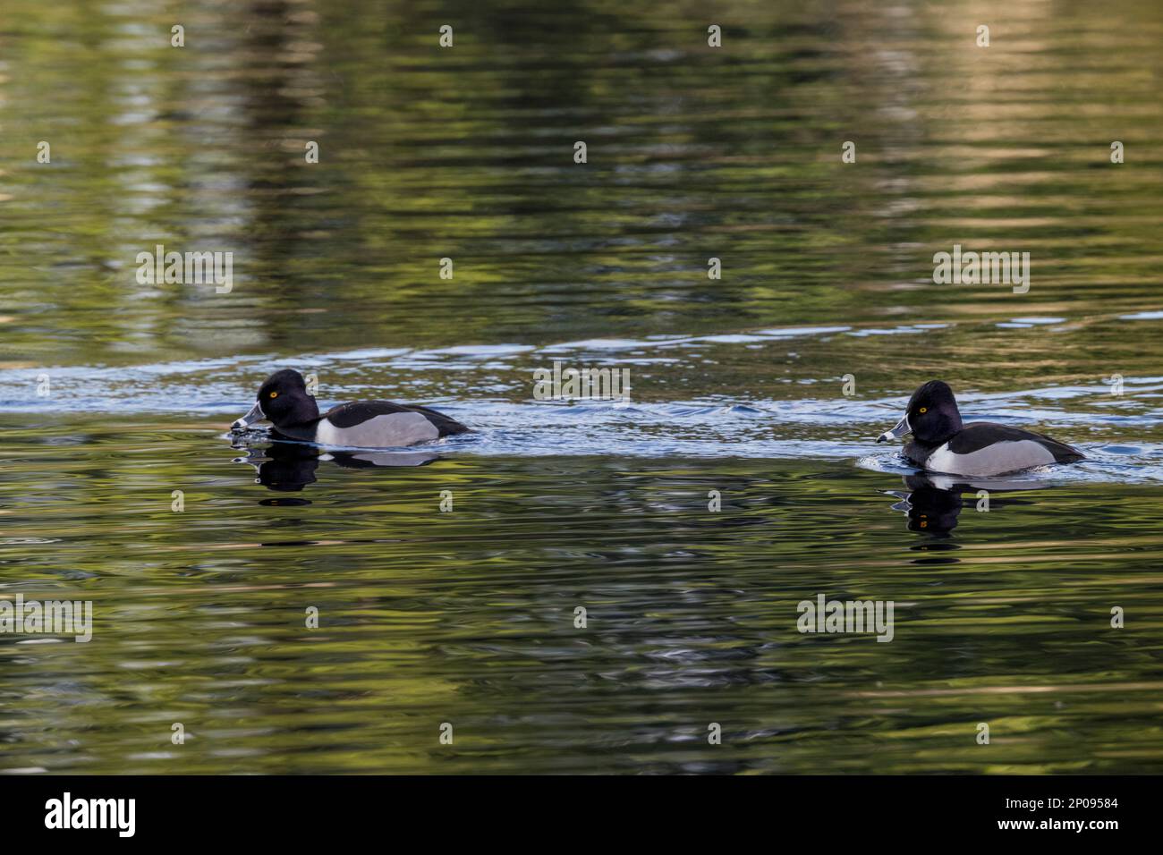 Two male Ring-necked ducks (Aythya collaris) swimming on Yellow Lake ...