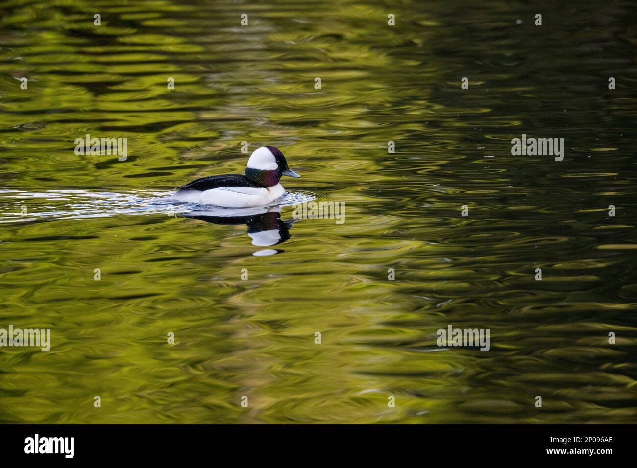 A male bufflehead (Bucephala albeola) duck is swimming on Yellow Lake ...
