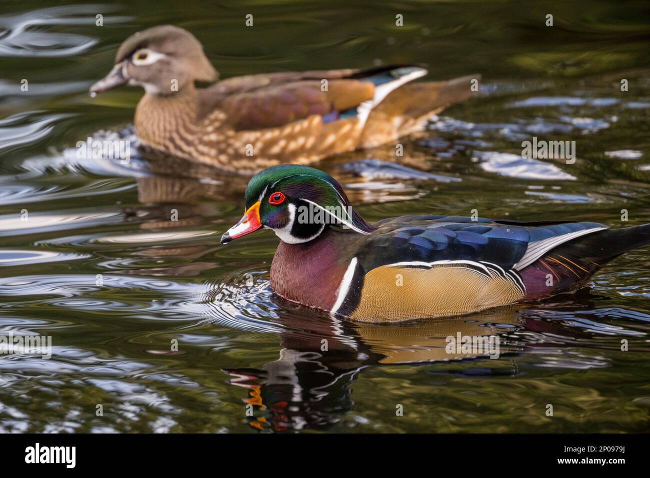 A male (drake) and female Wood duck or Carolina duck (Aix sponsa ...