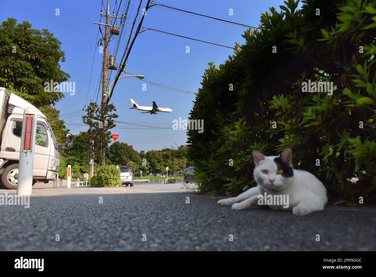 A photo shows a cat resting in a shade under detonating sound brought ...