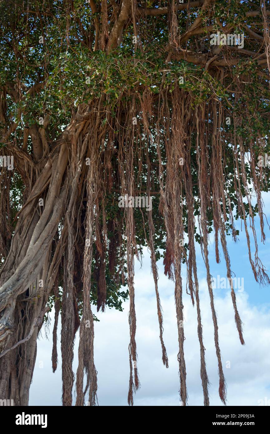 Ficus benghalensis, commonly known as the banyan, banyan fig and Indian ...