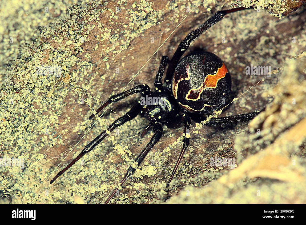 Female New Zealand poisonous katipo spider (Latrodectus katipo Stock ...
