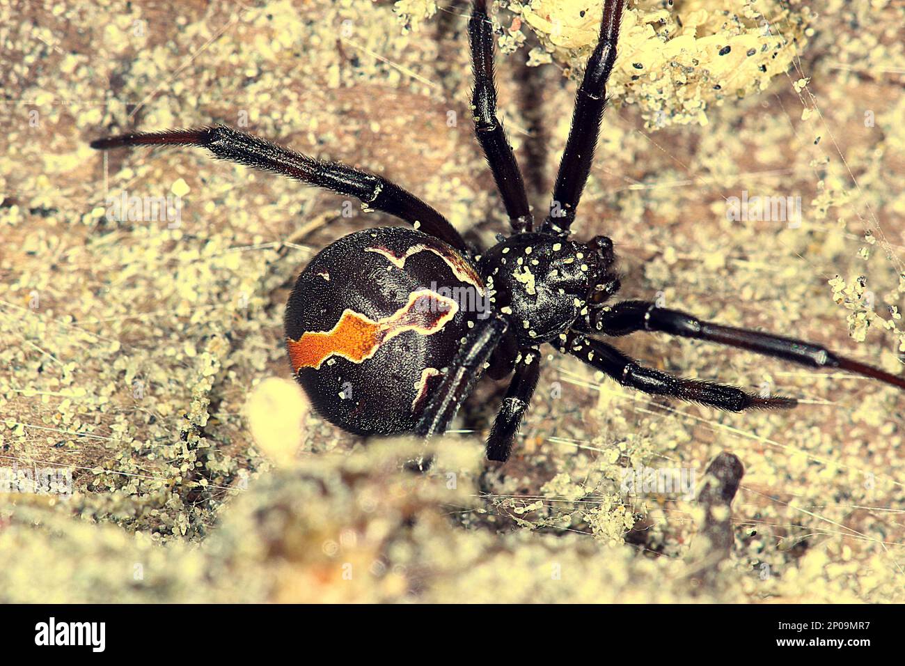 Female New Zealand poisonous katipo spider (Latrodectus katipo Stock ...