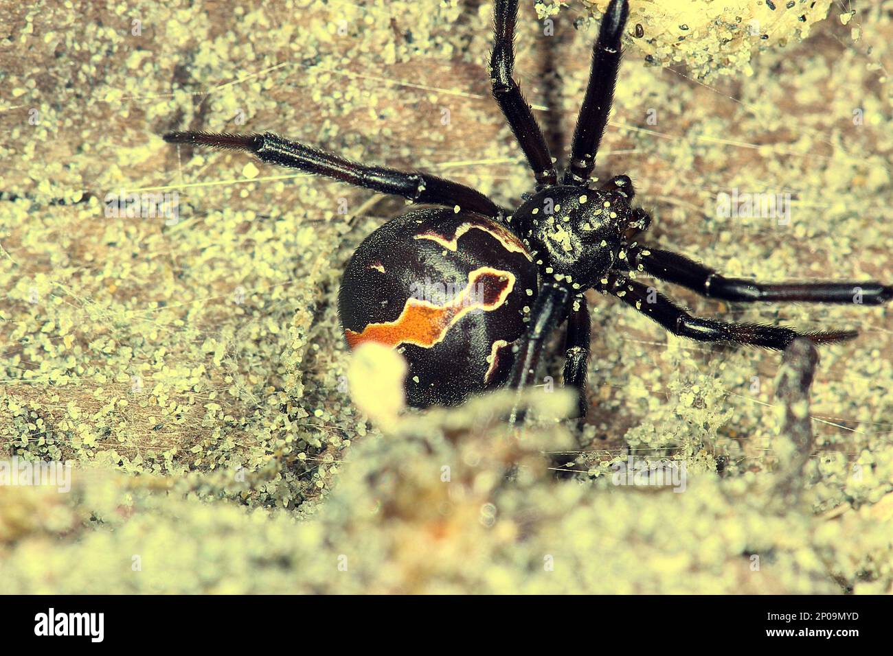 Female New Zealand poisonous katipo spider (Latrodectus katipo Stock ...