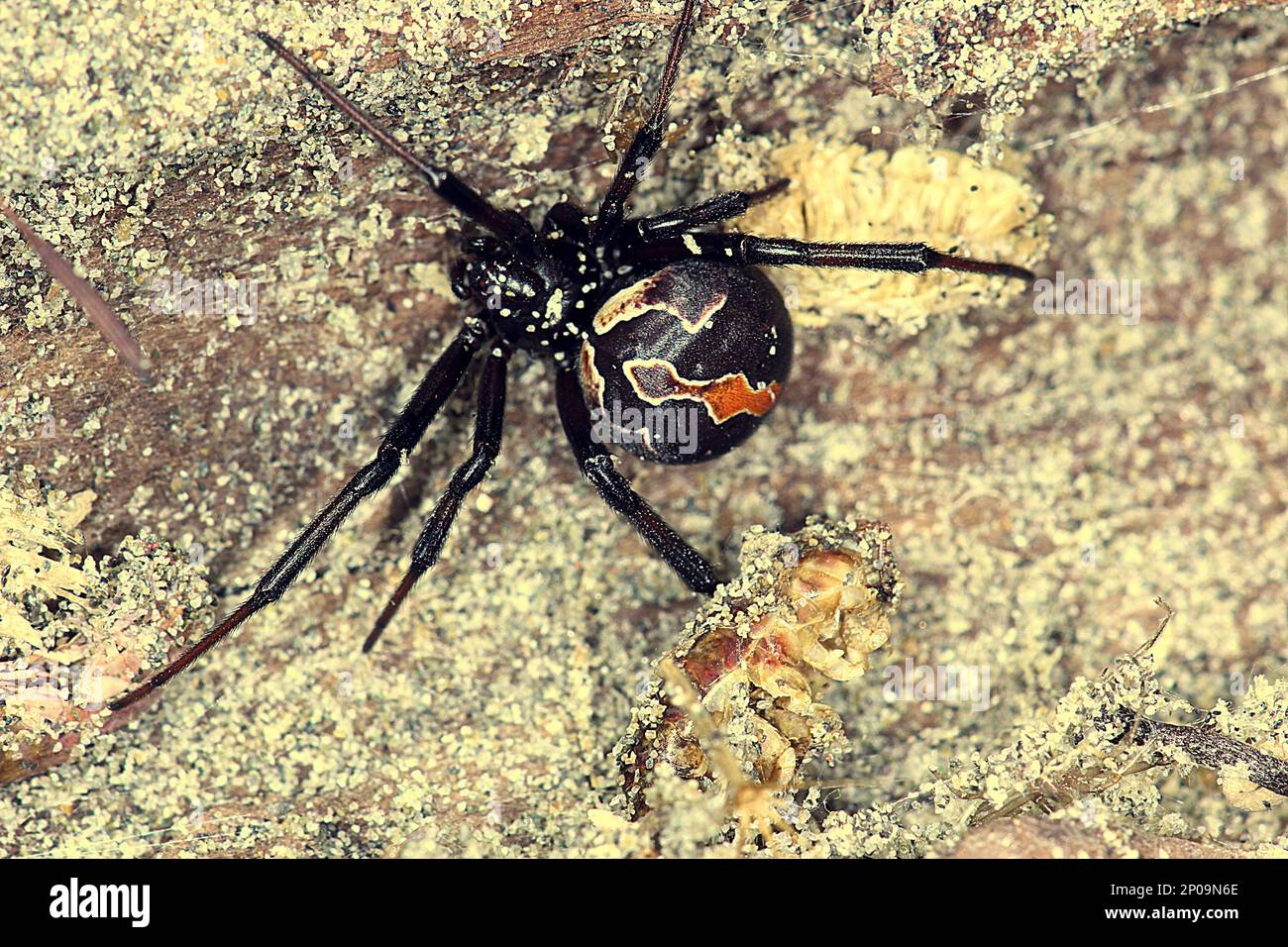 Female New Zealand poisonous katipo spider (Latrodectus katipo Stock Photo - Alamy