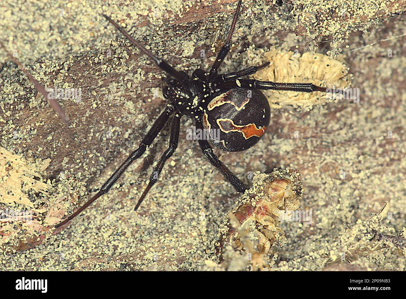 Female New Zealand poisonous katipo spider (Latrodectus katipo Stock ...