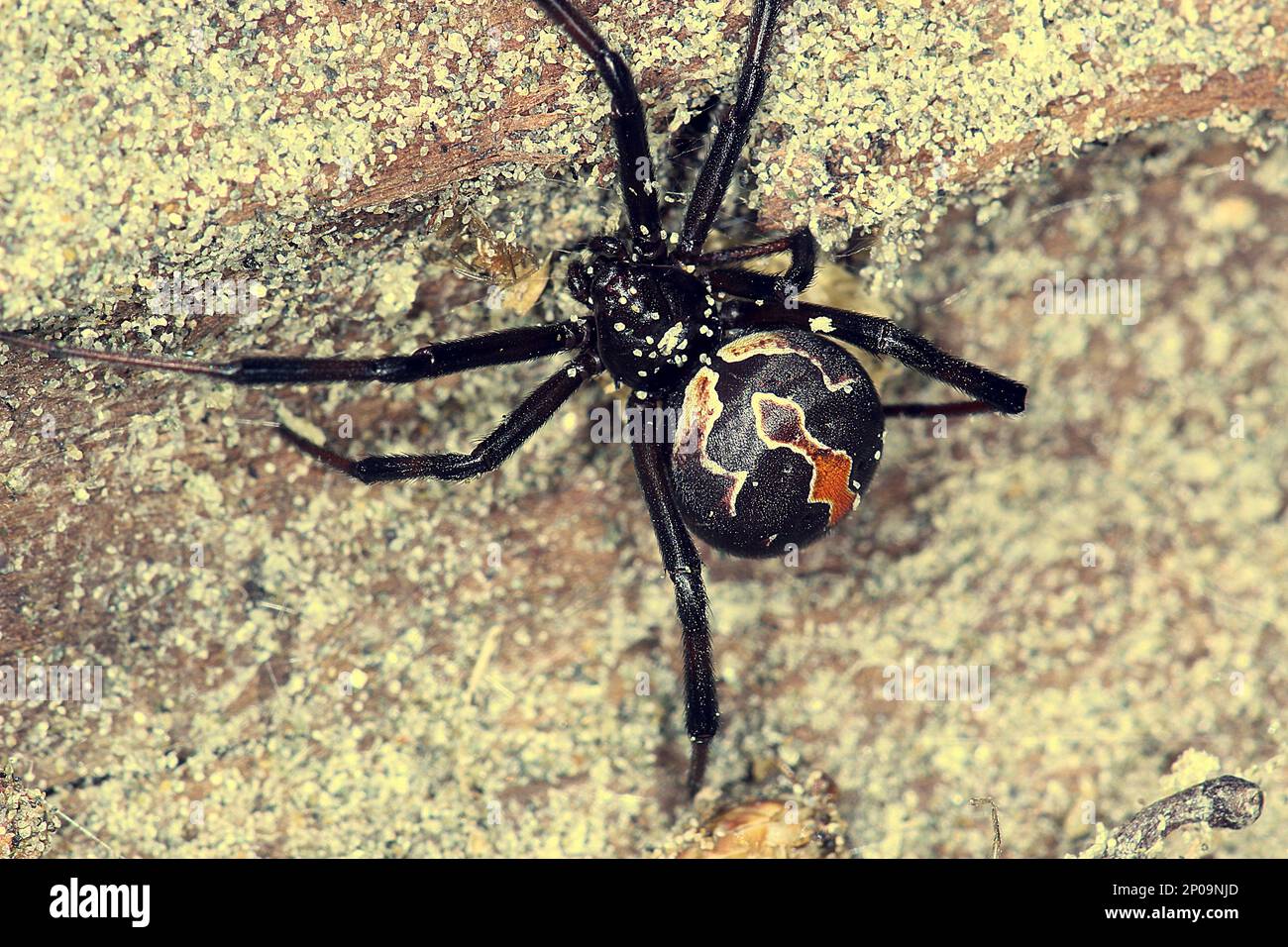 Katipo spider hi-res stock photography and images - Alamy