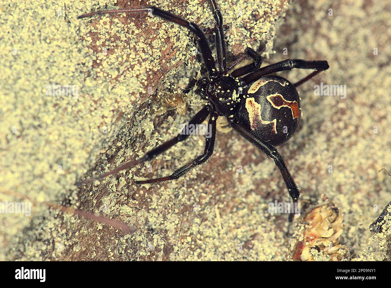 Katipo spider hi-res stock photography and images - Alamy