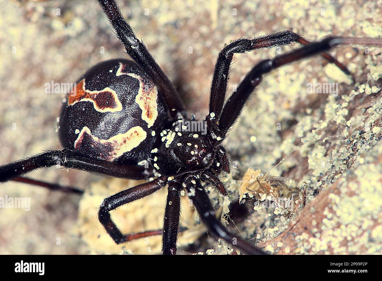 Female New Zealand poisonous katipo spider (Latrodectus katipo Stock ...