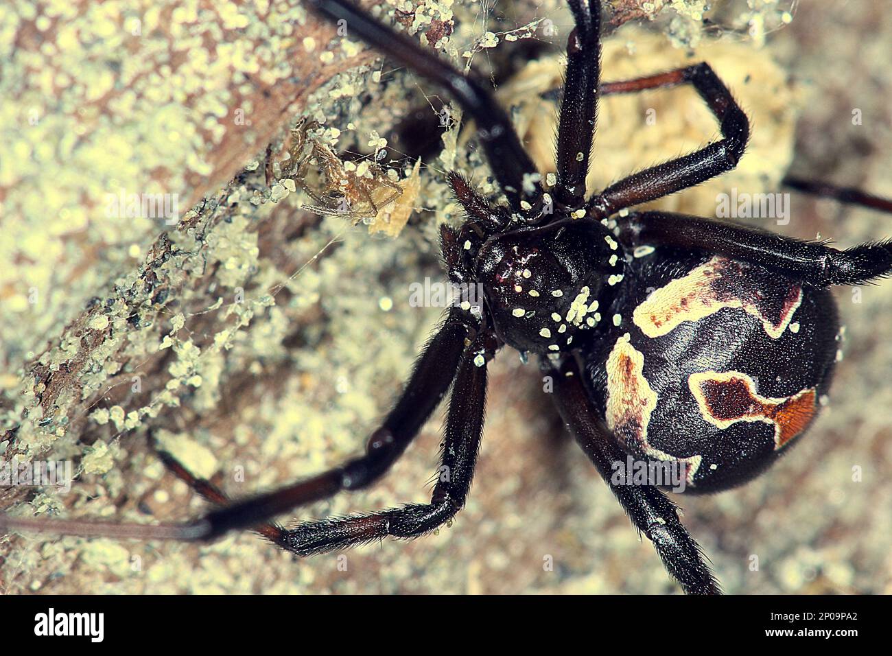 Female New Zealand poisonous katipo spider (Latrodectus katipo Stock ...