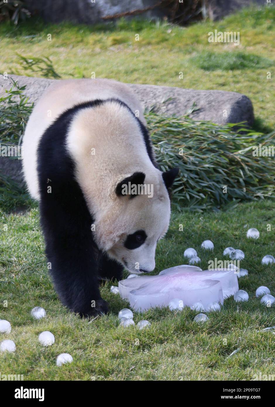 A giant panda is seen at Adventure World in Shirahama Town, Wakayama ...