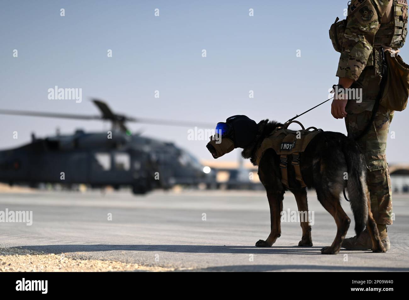 Dod Military Working Dog Adoption