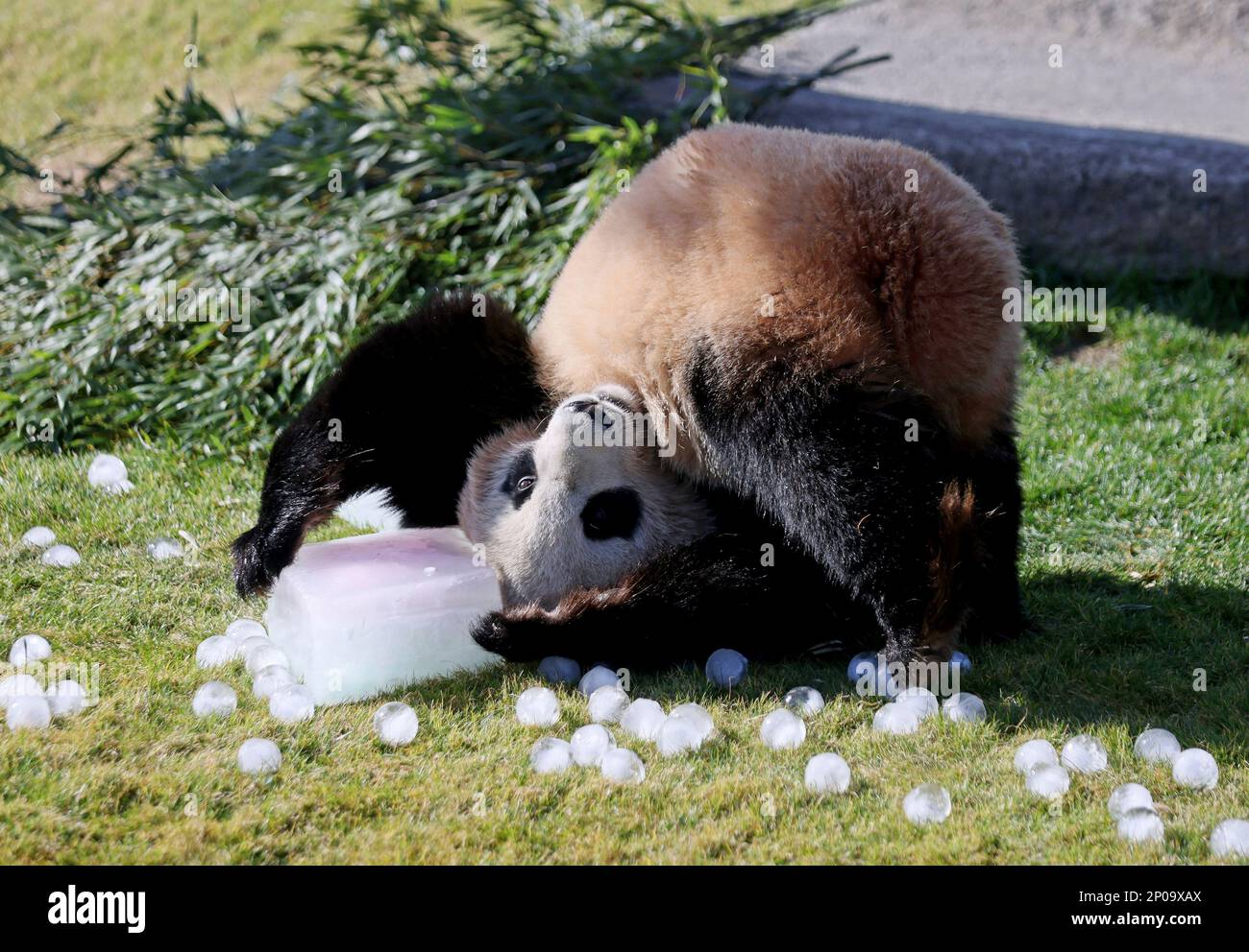 A giant panda is seen at Adventure World in Shirahama Town, Wakayama ...