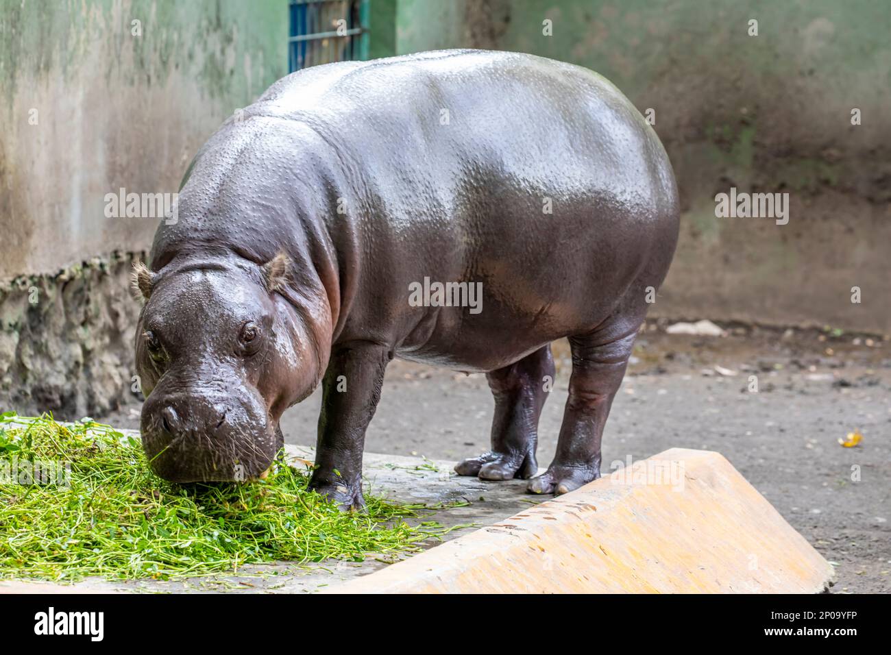 The pygmy hippopotamus (Choeropsis liberiensis or Hexaprotodon ...