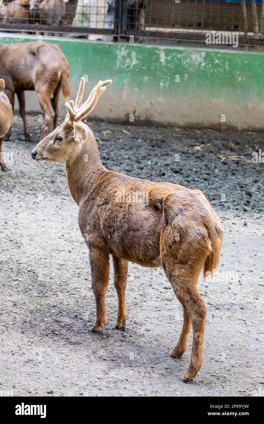 Bawean Deer