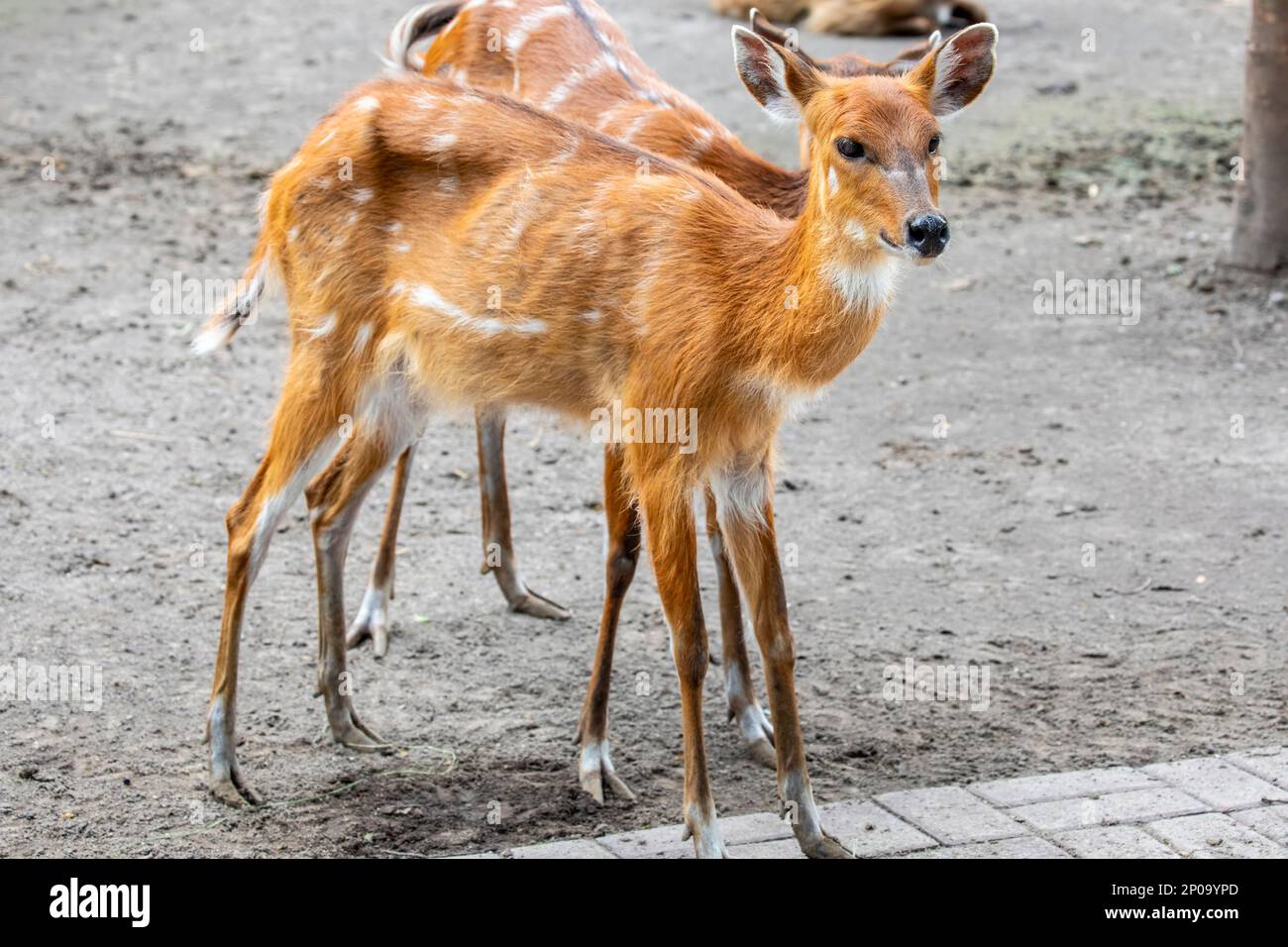 Sitatunga tragelaphus spekii hi-res stock photography and images - Alamy