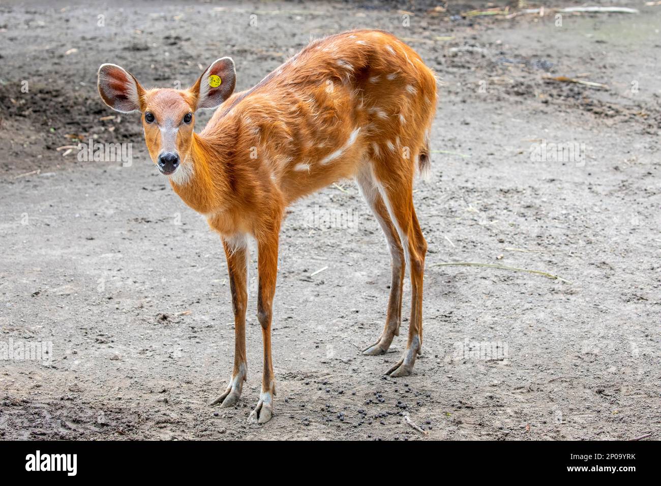 Sitatunga tragelaphus spekii hi-res stock photography and images - Alamy