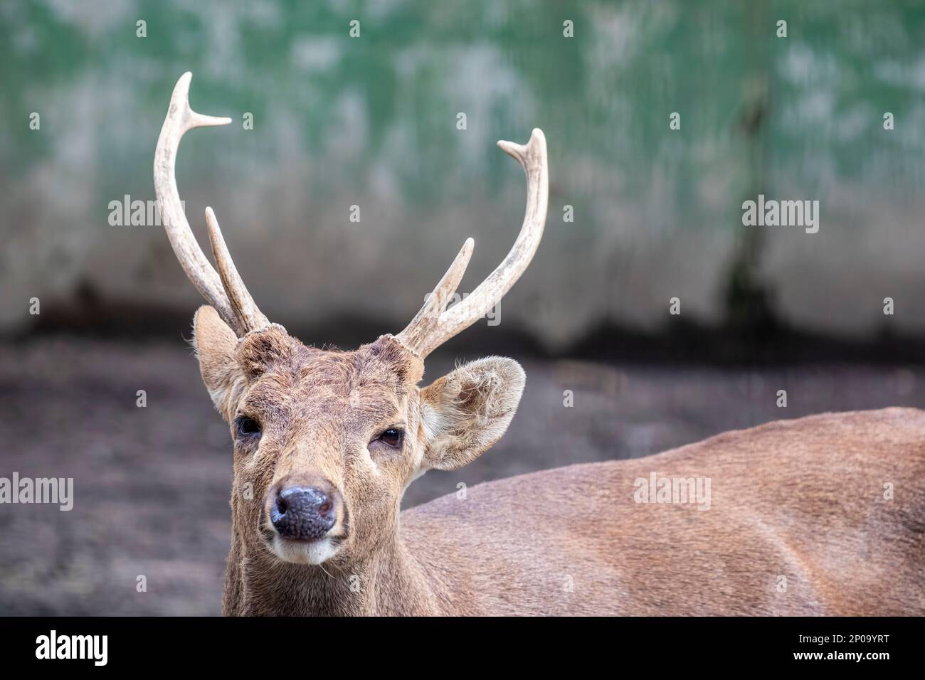 The Bawean deer (Axis kuhlii) is a highly threatened species of deer ...