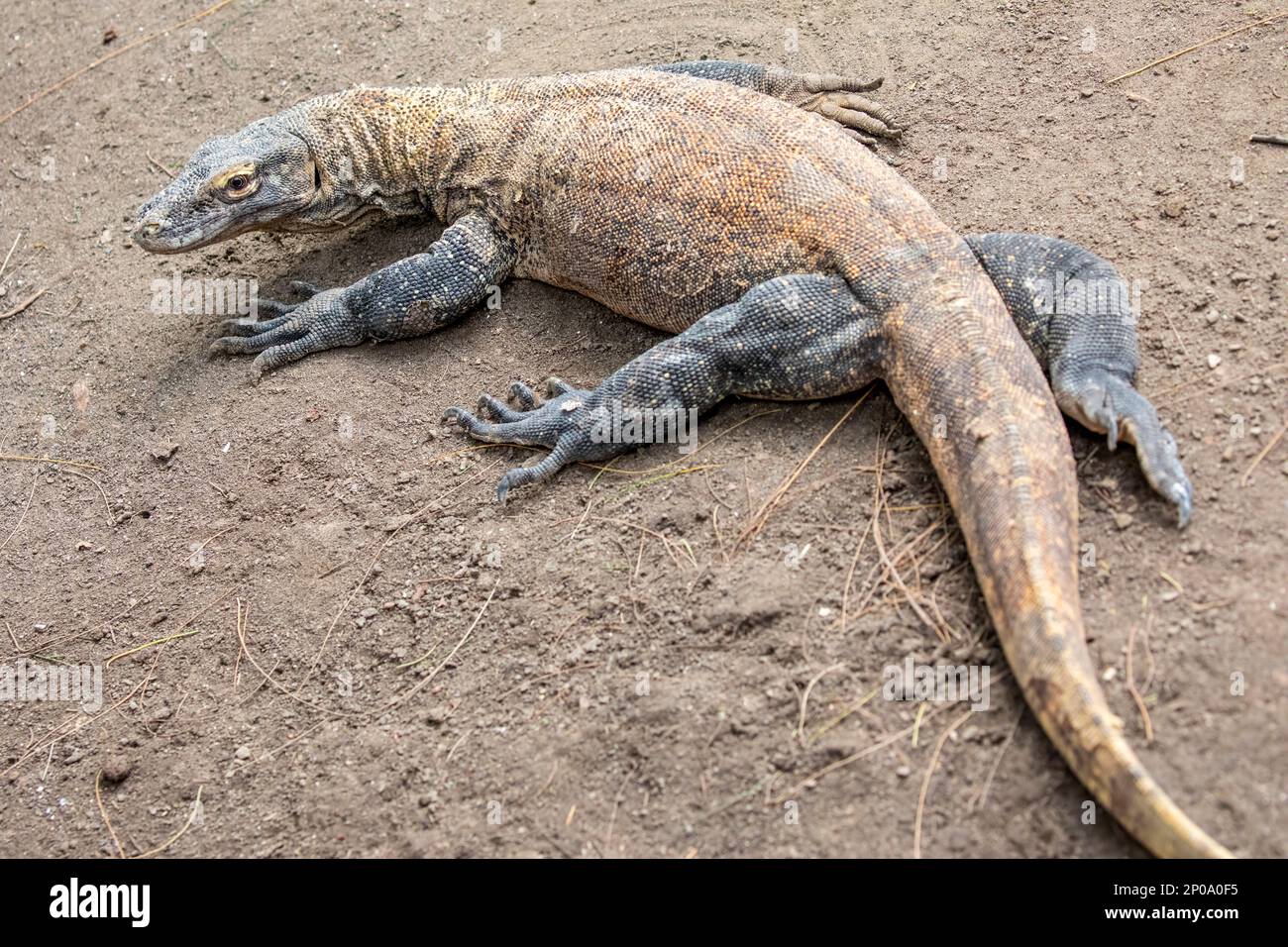 Varanus komodoensis juvenile hi-res stock photography and images - Alamy