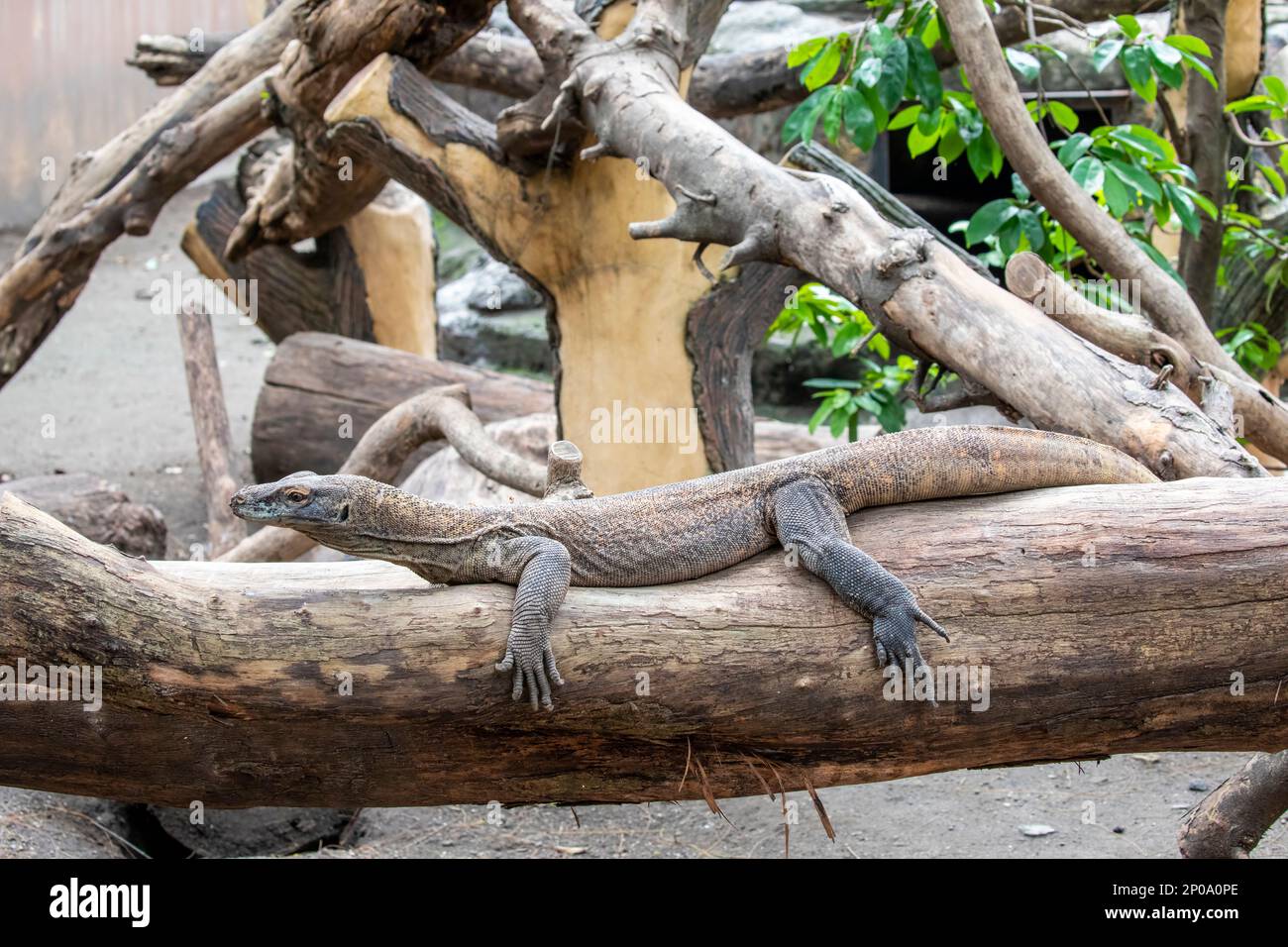 A juvenile Komodo dragon stands on the log. it is also known as the ...