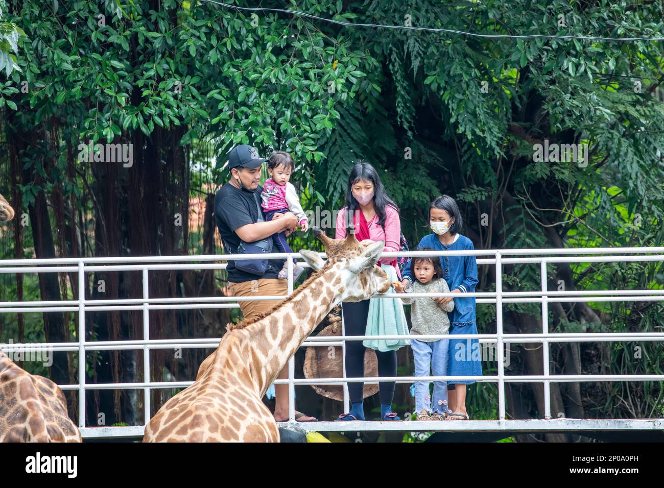 Surabaya Indoensia 24th Dec 2022: A family are feeding giraffe in the ...