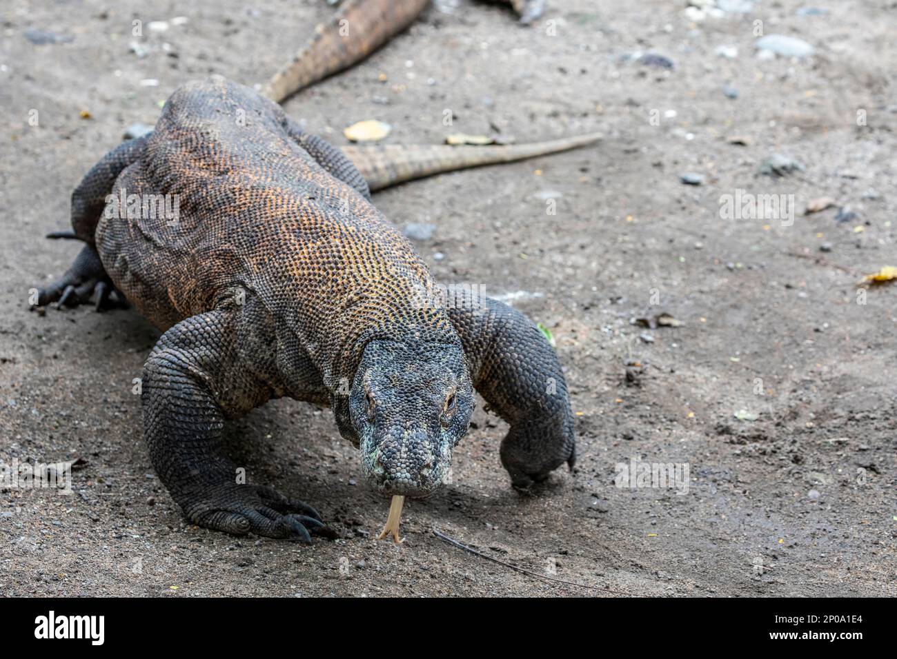 The closeup image of Komodo dragon. it is also known as the Komodo ...