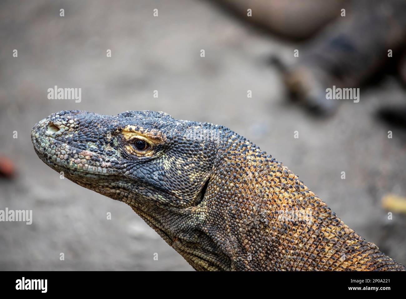 The closeup image of Komodo dragon. it is also known as the Komodo ...