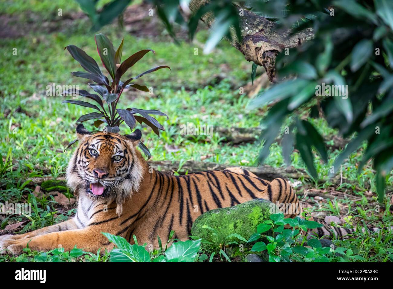 Sunda tiger hi-res stock photography and images - Alamy