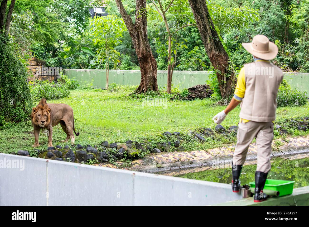 Surabaya Indoensia 24th Dec 2022: the zookeeper is feeding African Lion ...