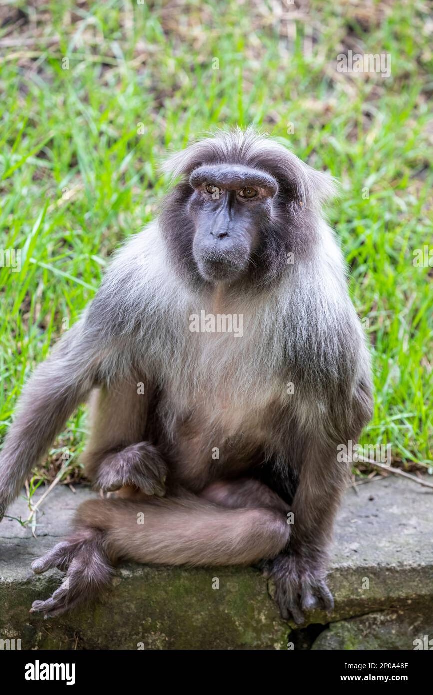 Tonkean macaque (Macaca tonkeana) is a species of primate in the family ...