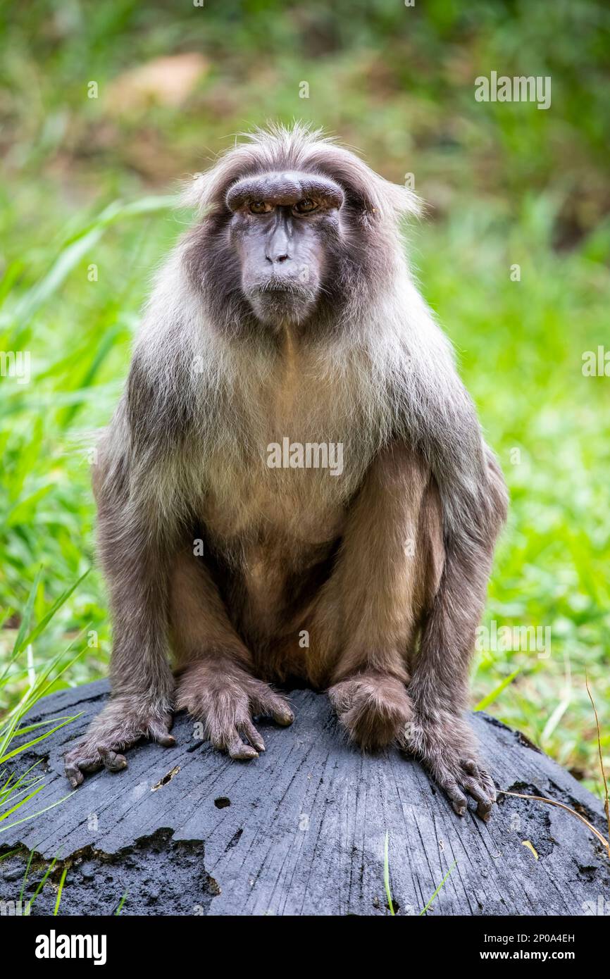 Tonkean macaque (Macaca tonkeana) is a species of primate in the family ...