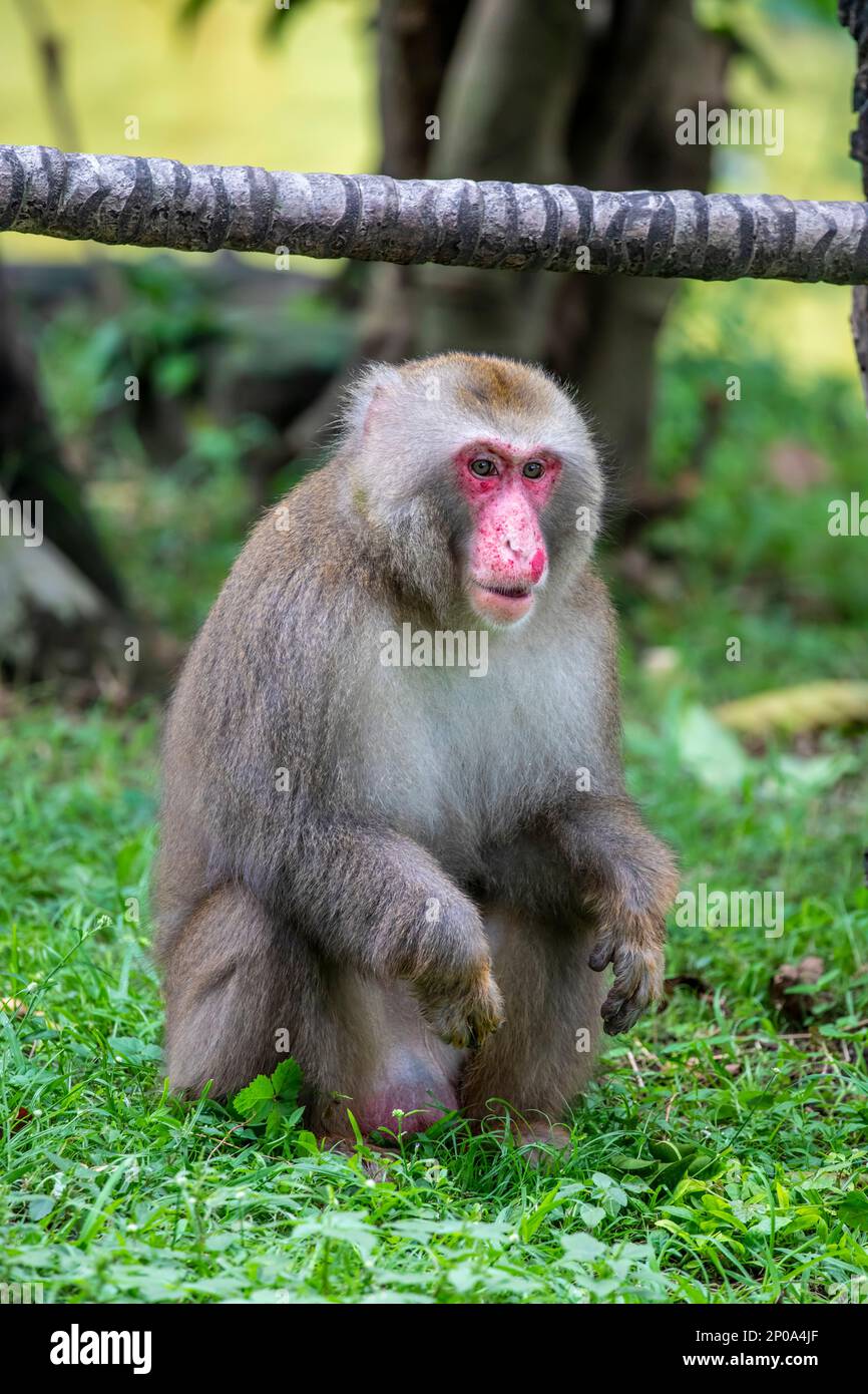 The Japanese macaque (Macaca fuscata) is a terrestrial Old World monkey ...