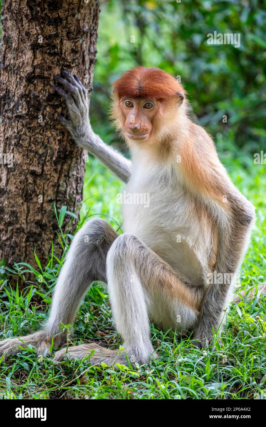 Juvenile proboscis monkey hi-res stock photography and images - Alamy