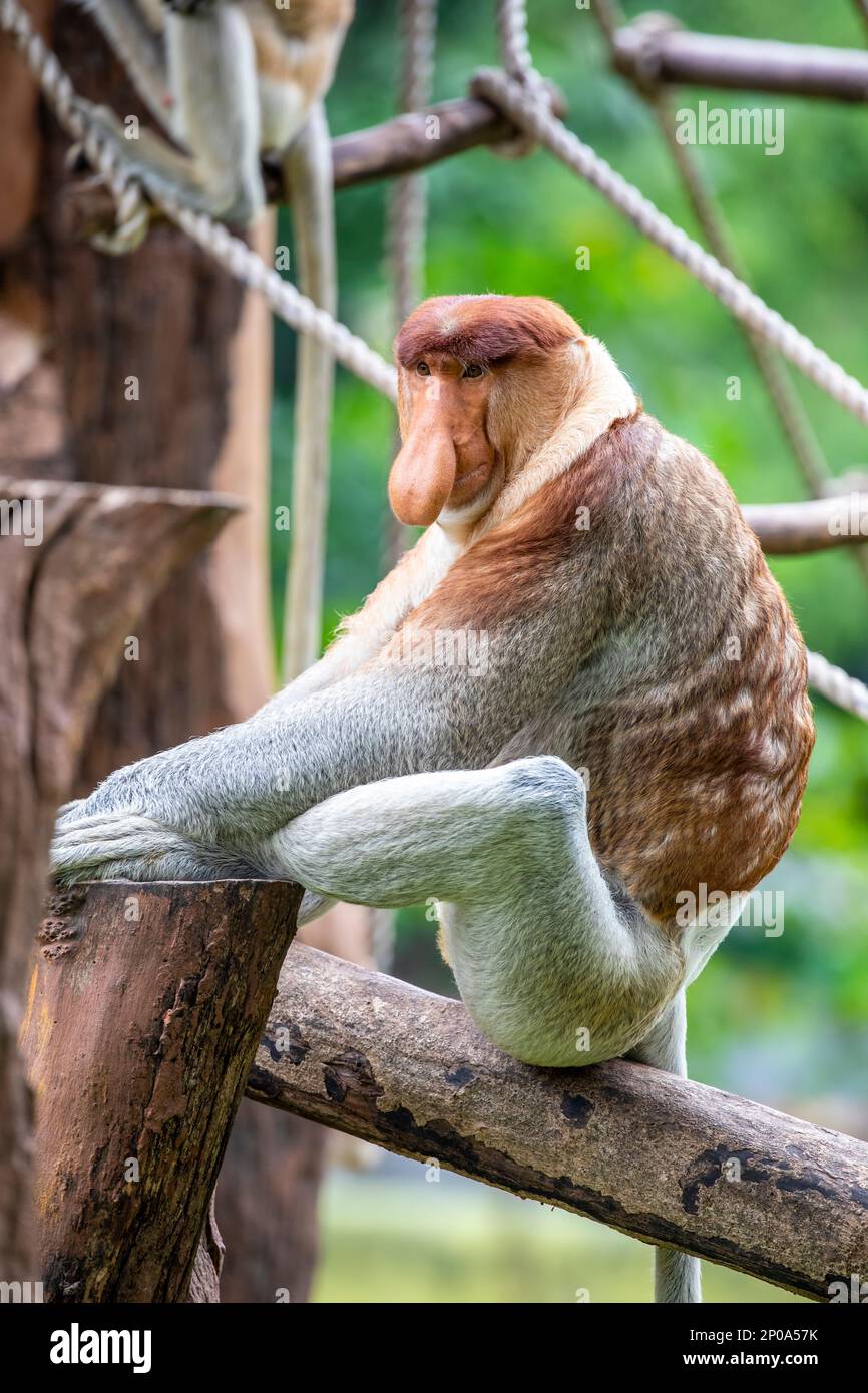 The proboscis monkey stands on the branch. It is a reddish-brown ...