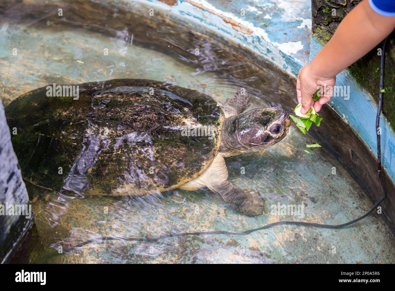 Malaysian pond turtle hi-res stock photography and images - Alamy