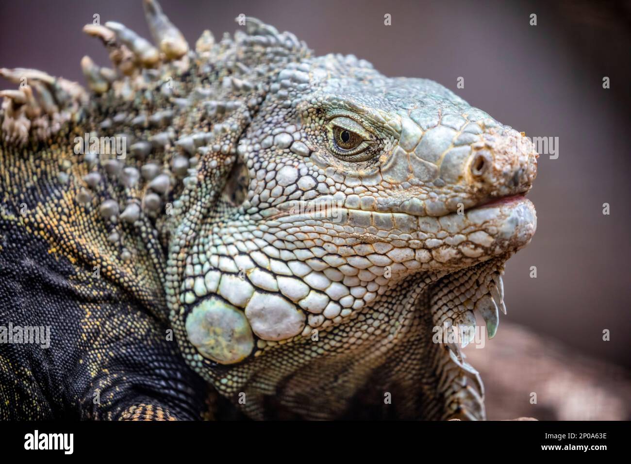 The green iguana, also known as the American iguana, is a large ...