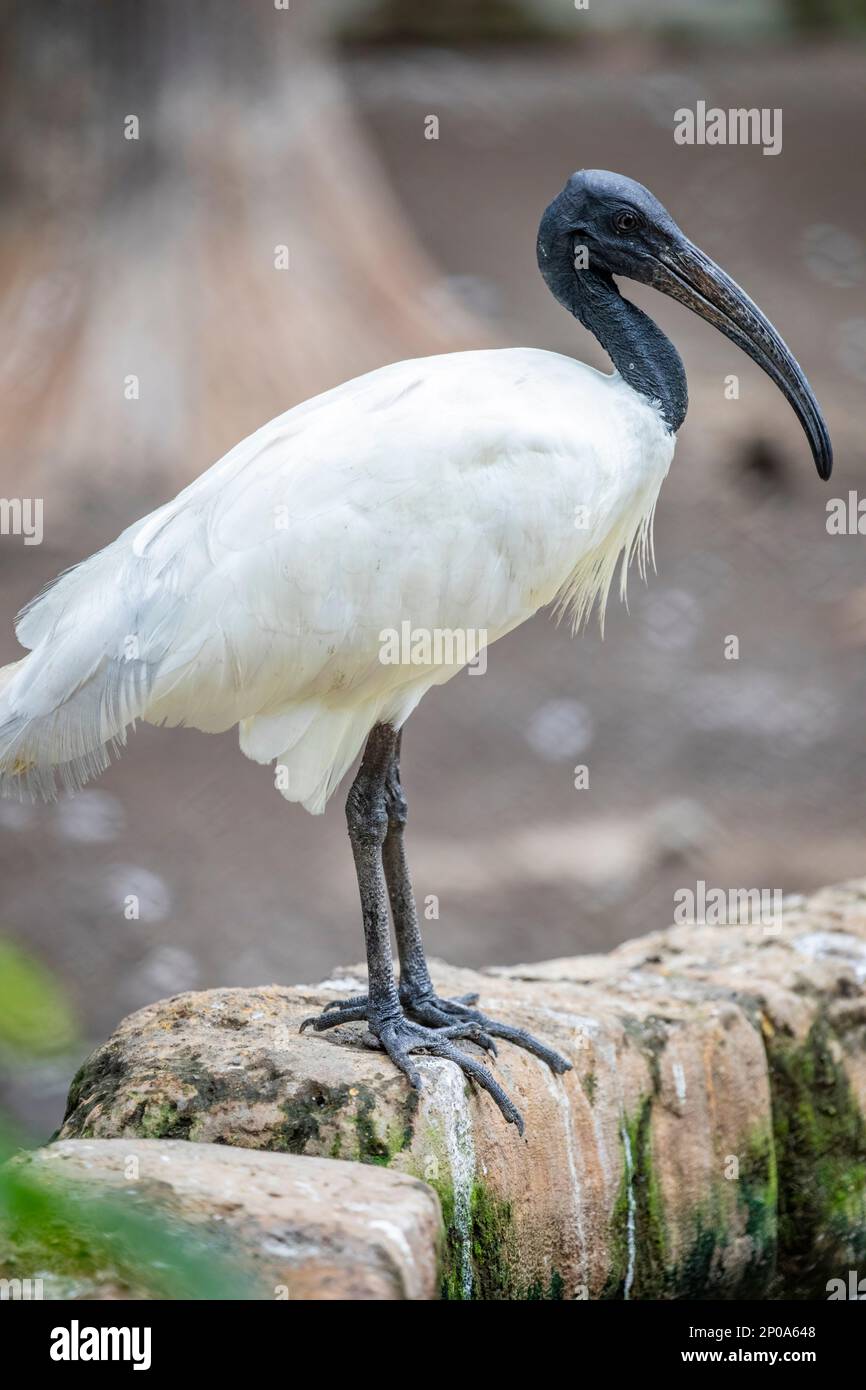 The closeup image of Black-headed ibis (Threskiornis melanocephalus ...