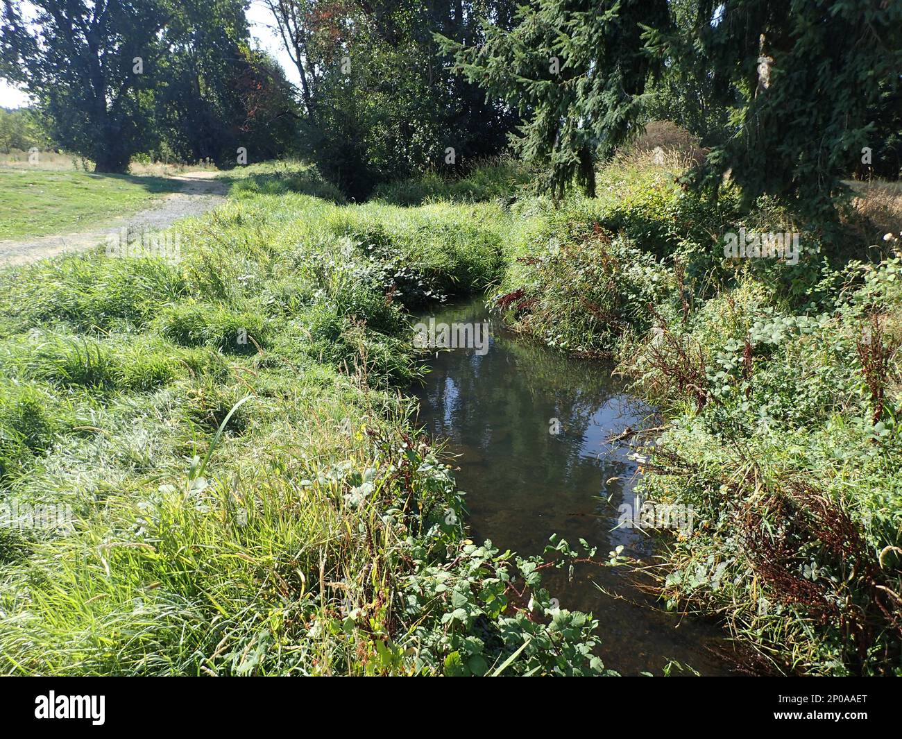 Photo showing the overgrowth of invasive species along the banks of ...