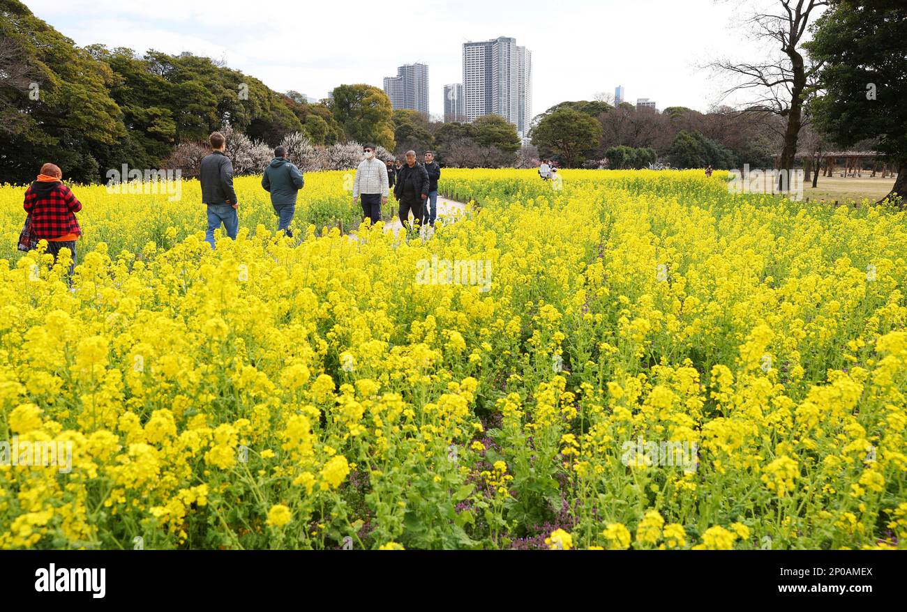 Flowers of rape and plum blossoms are in full bloom at the Hama-rikyu ...