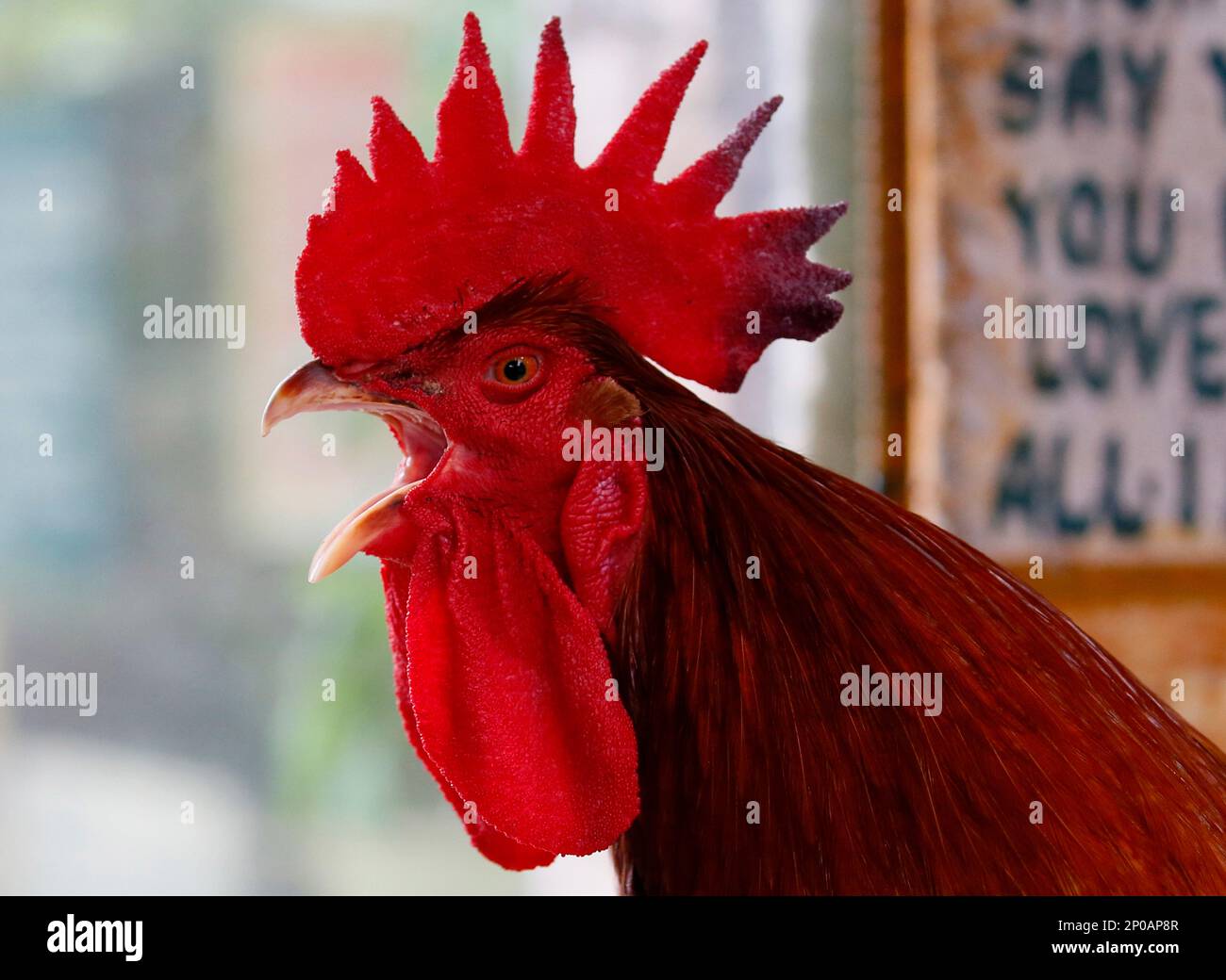 A giant red rooster from France named "Mr. Universe" crows as it is ...