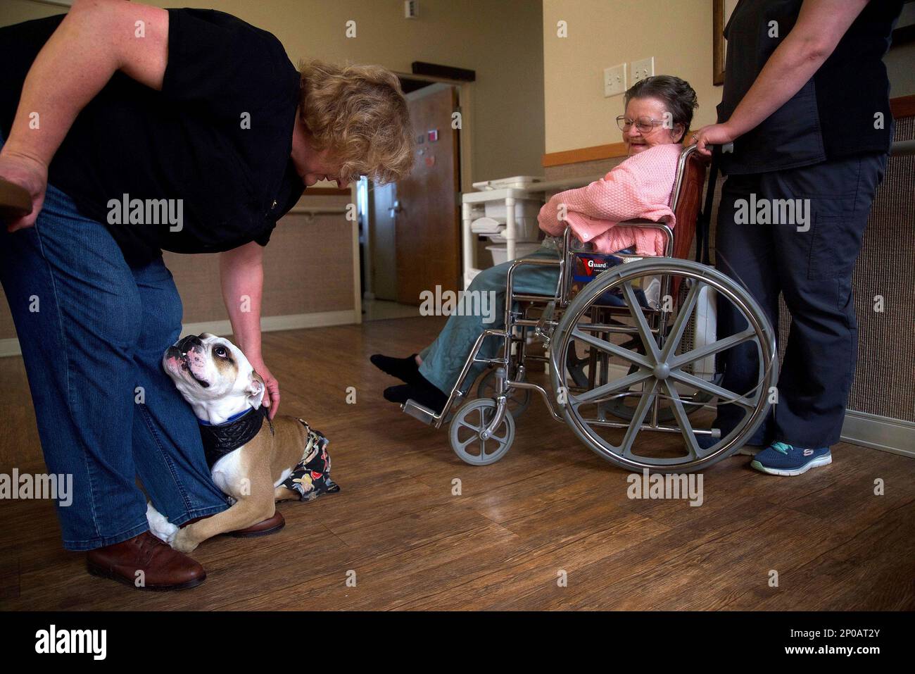 In this Monday, Jan. 16, 2017 photo, therapy dog Charlie Sparkle ...
