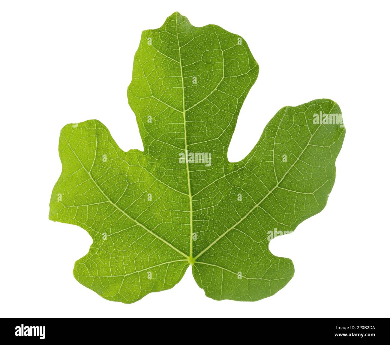 Very young fig leaf Cut Out Stock Images & Pictures - Alamy