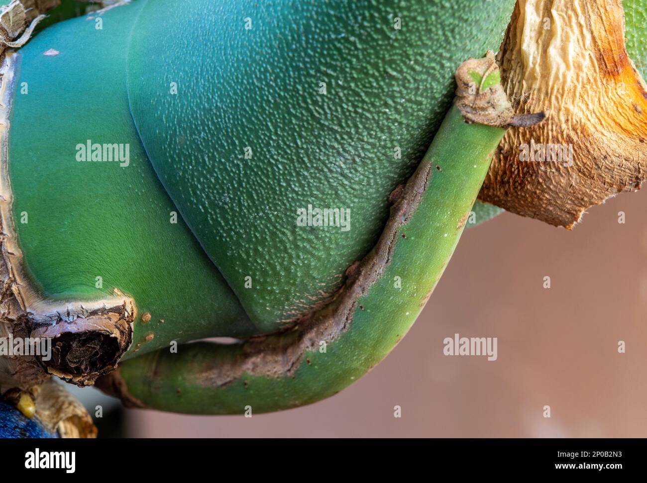 Monstera plant caterpillar hi-res stock photography and images - Alamy