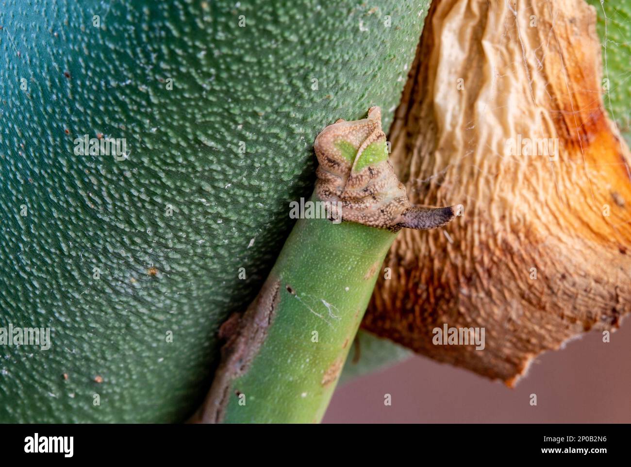 Caterpillar on monstera plant hi-res stock photography and images - Alamy