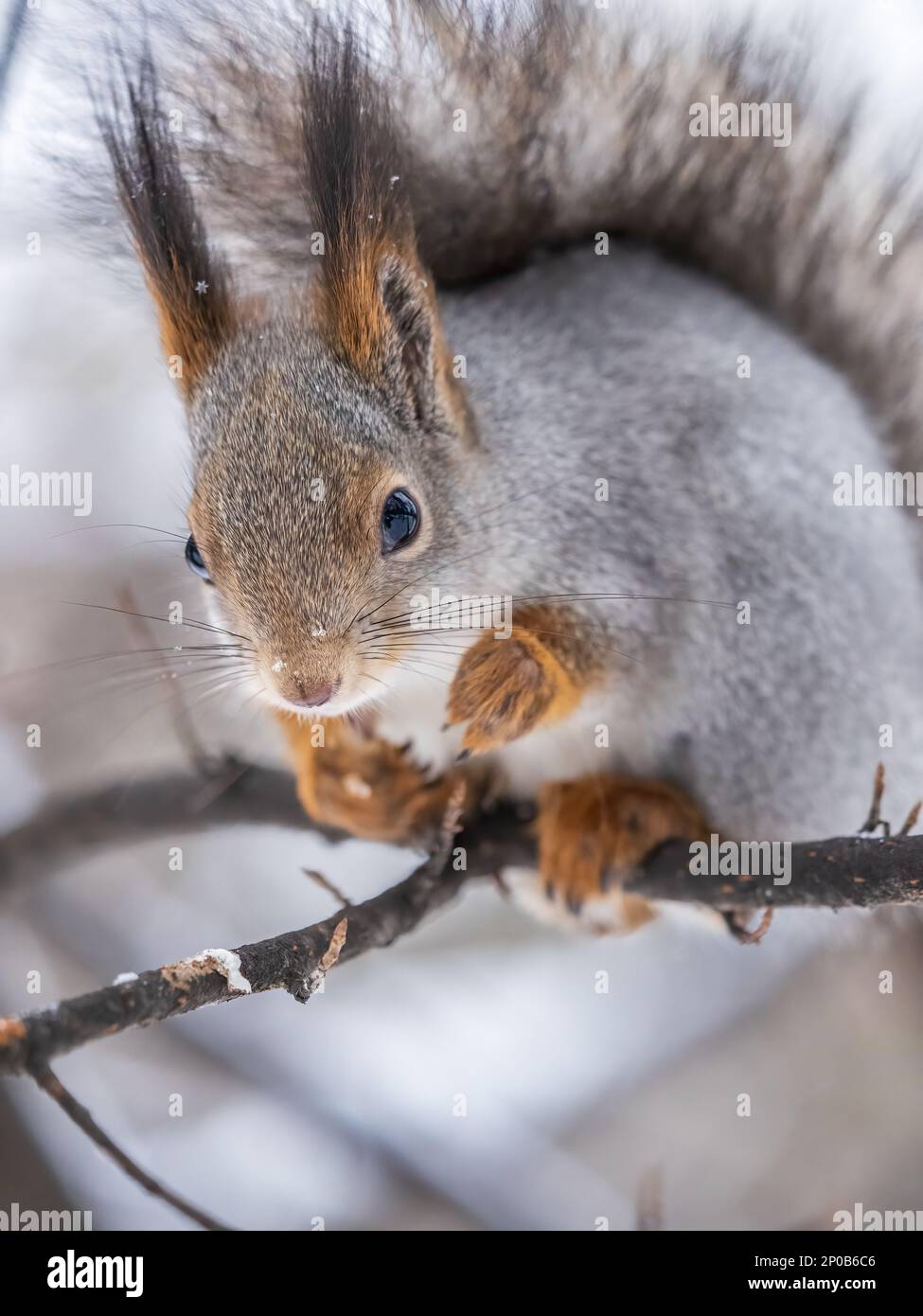 The squirrel with nut sits on tree in the winter or late autumn ...