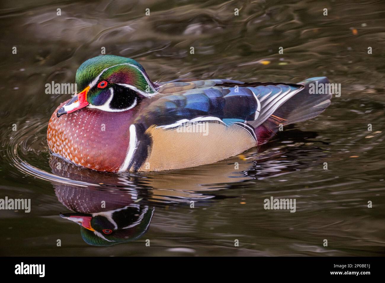 A male (drake) Wood duck or Carolina duck (Aix sponsa) is swimming on ...